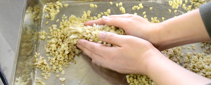 How To Make Barley Koji