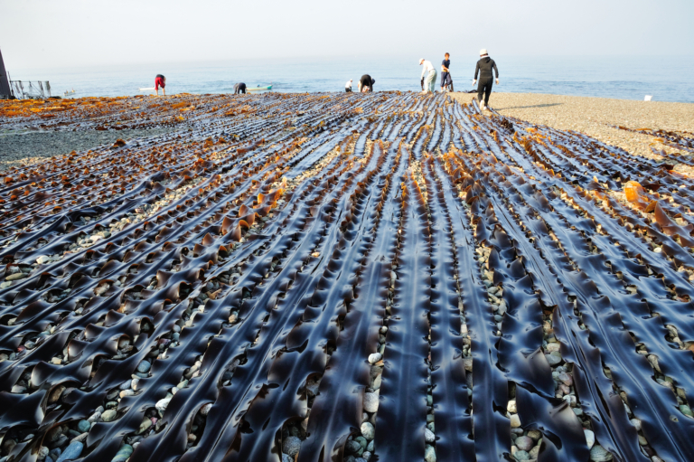 A Guide to All You Need To Know about Kombu